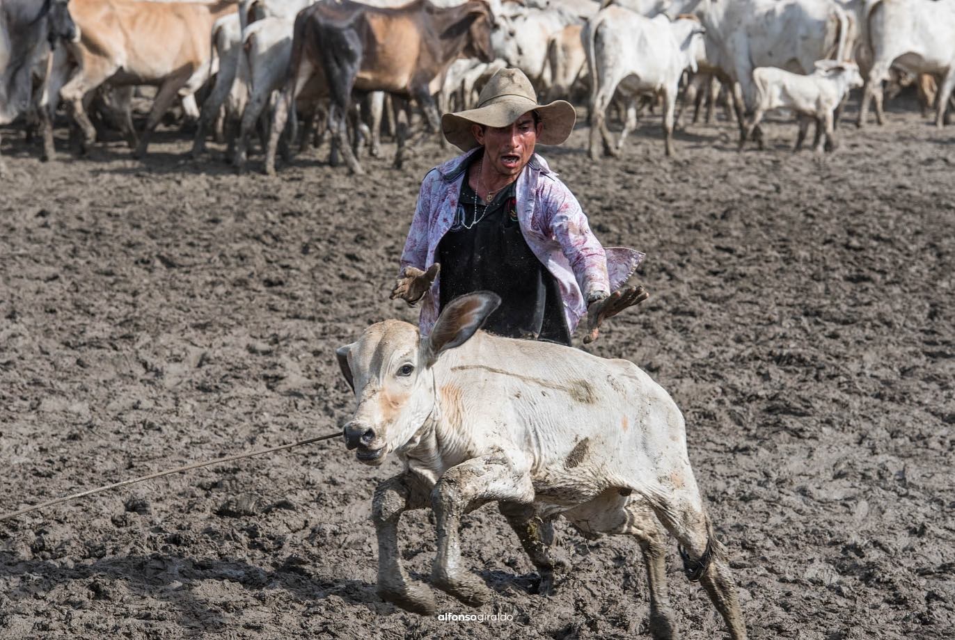 Arauca celebra el Día del Llanero | La Voz del Cinaruco