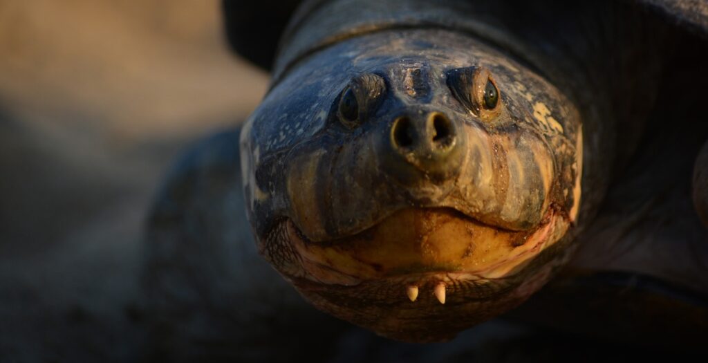 El futuro incierto de la tortuga charapa la más grande de agua dulce de ...