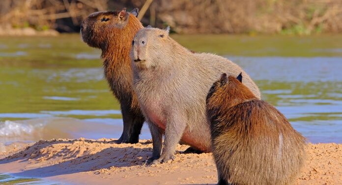 El Chigüire no se toca: Gobierno Nacional prioriza conservación de la ...